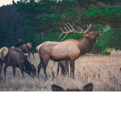 Input Sought on Possible Changes to Elk Unit Boundaries – KCSR / KBPY