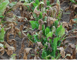 Panhandle Perspective: A Plant Disease Changes Sugar Beet Production in ...