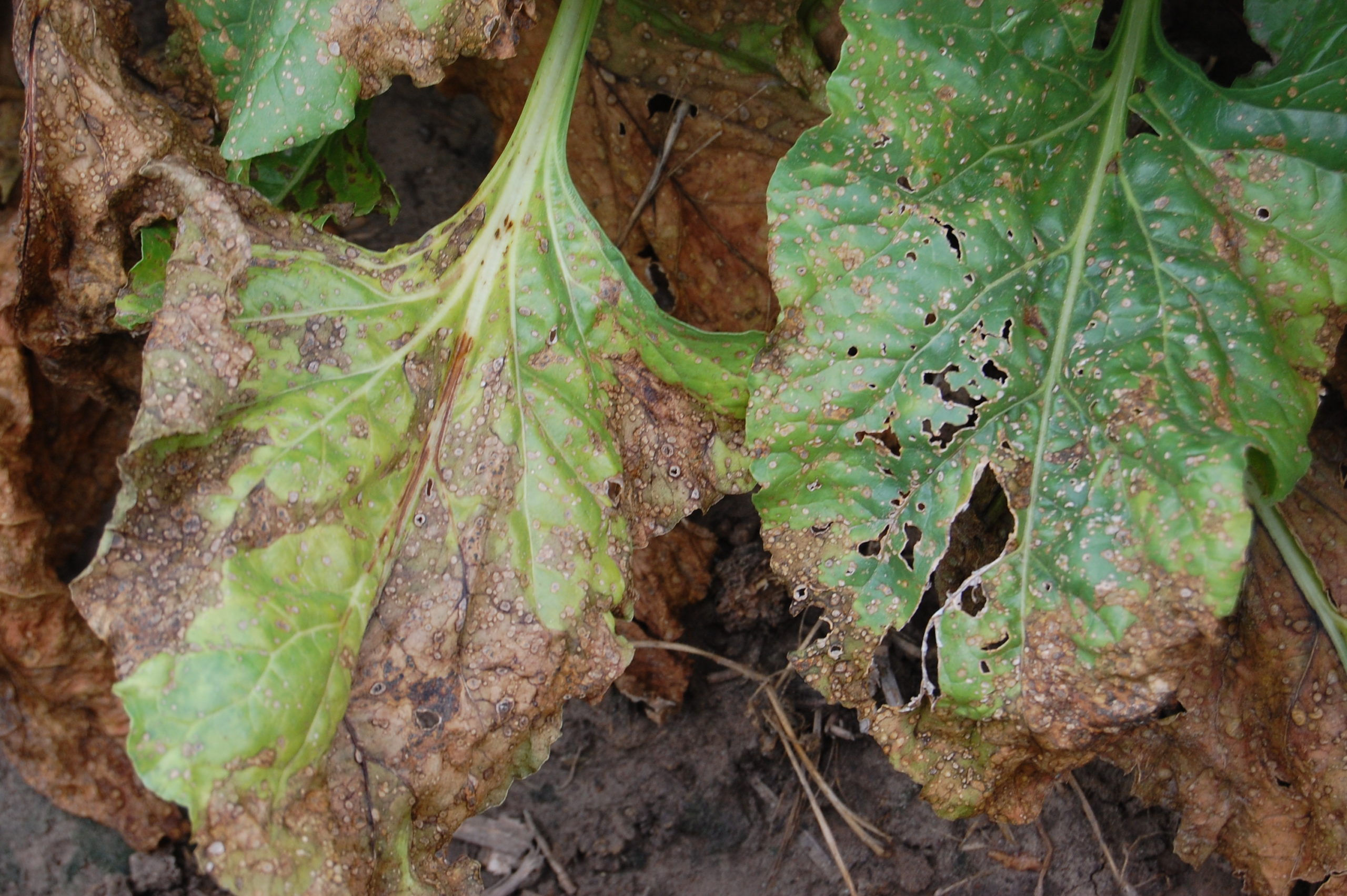 Panhandle Perspective: A Plant Disease Changes Sugar Beet Production in ...