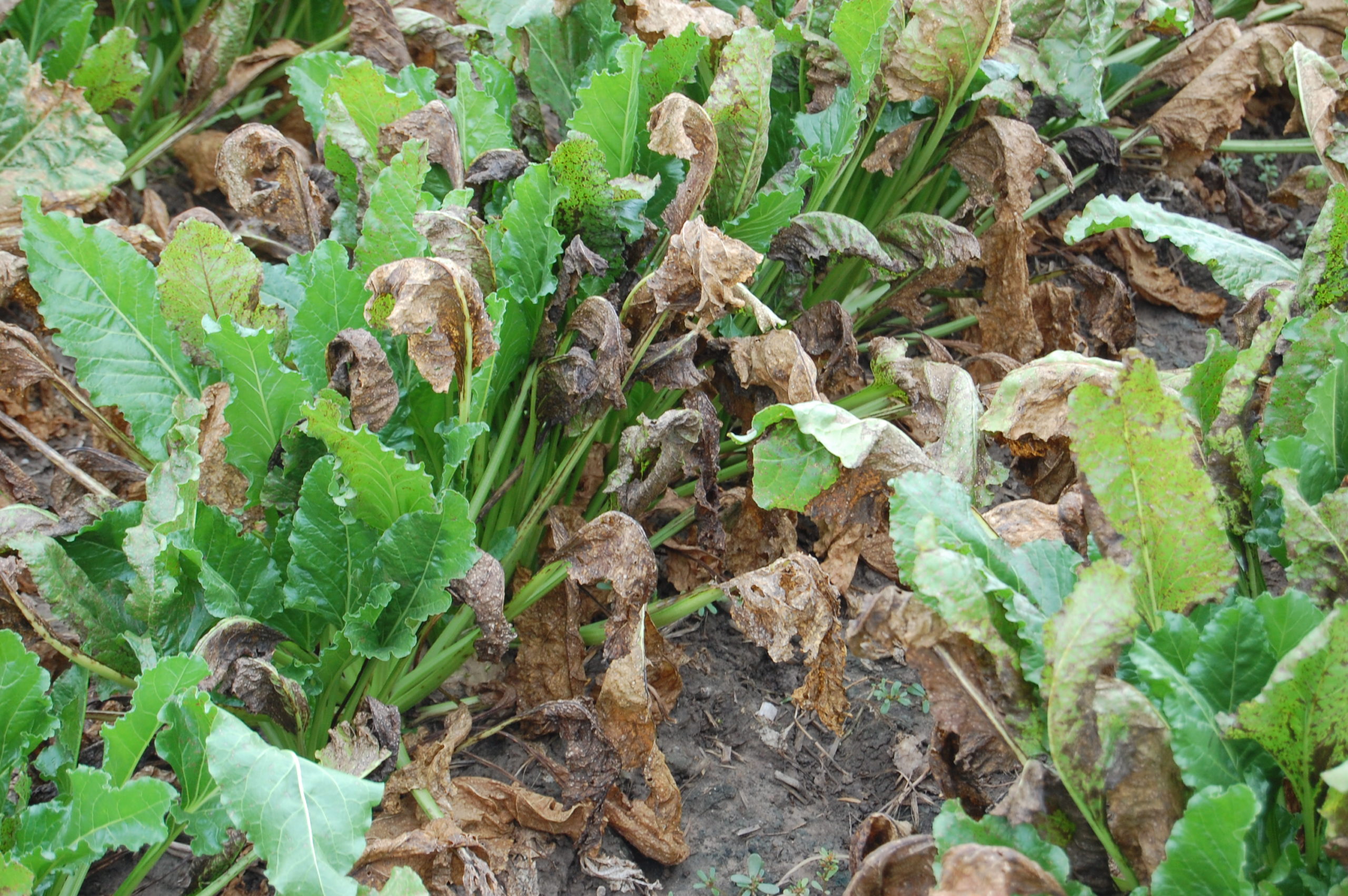 Panhandle Perspective: A Plant Disease Changes Sugar Beet Production in ...