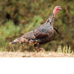 Nonresident Nebraska Spring Turkey Permits Sold Out – KCSR / KBPY