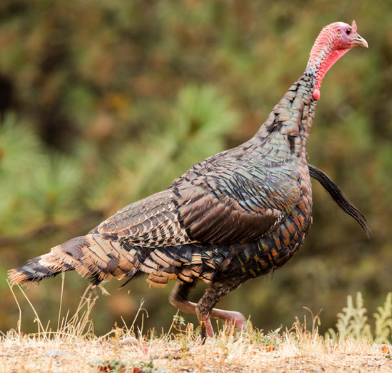Nonresident Nebraska Spring Turkey Permits Sold Out – KCSR / KBPY