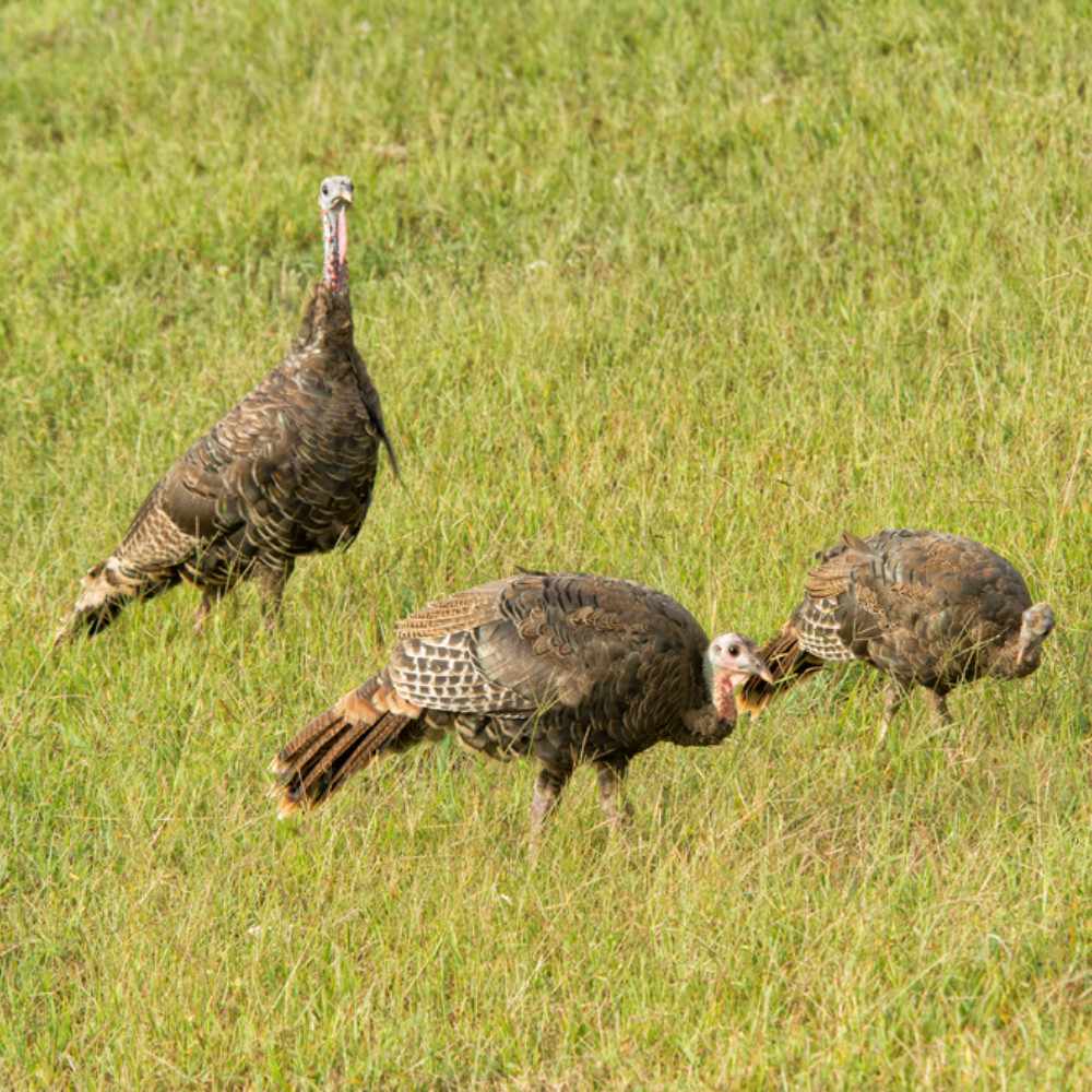 Safe Turkey Hunting is No Accident – KCSR / KBPY