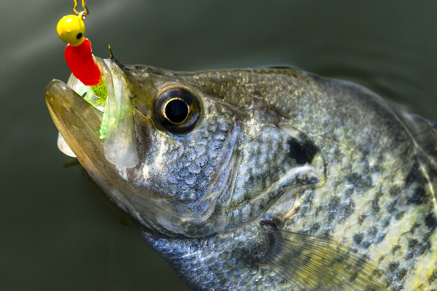 Get Hooked on Crappies this Spring – KCSR / KBPY