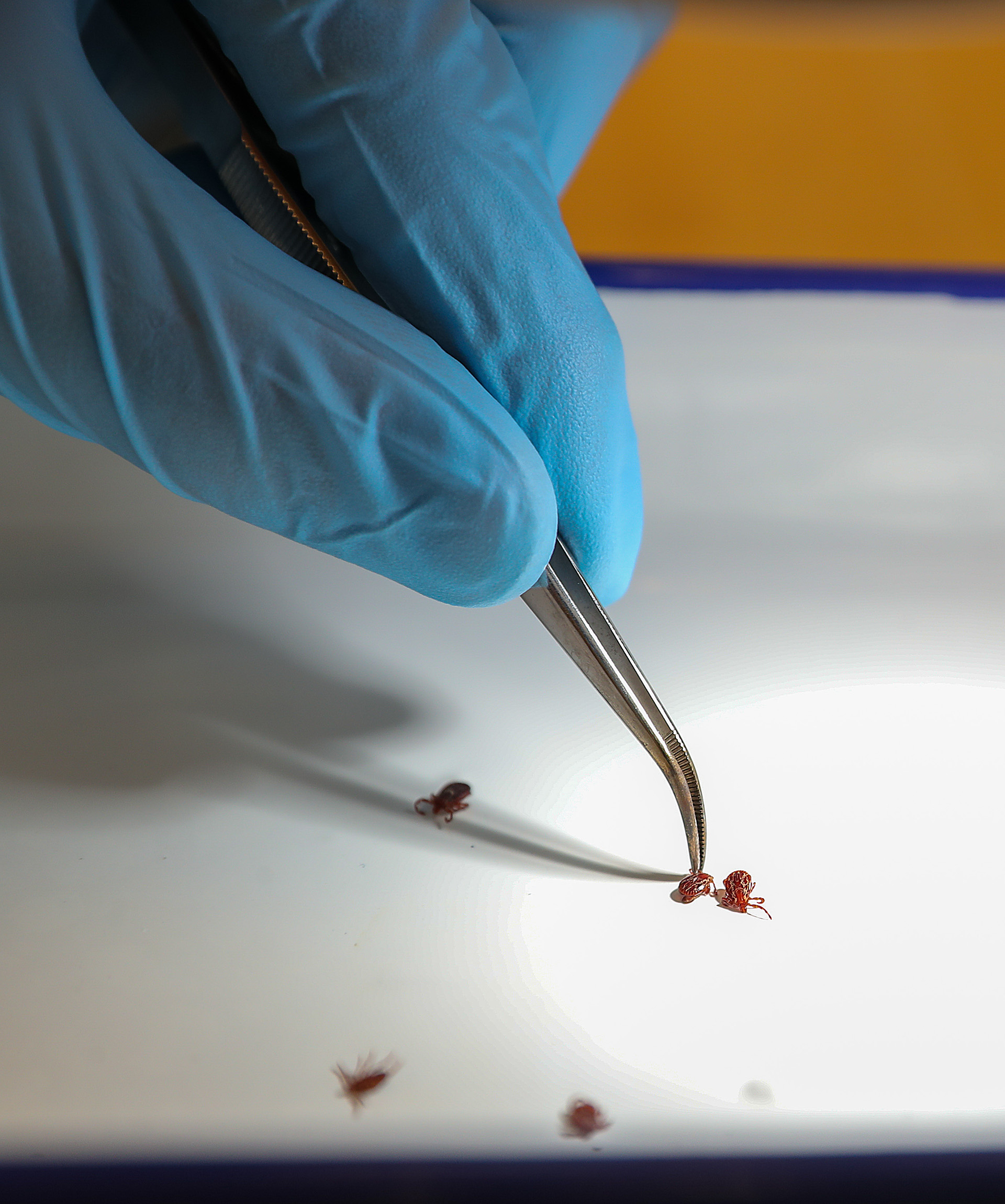 Tick Testers: UNK Researchers Study Tiny Pest that Can Cause Big ...