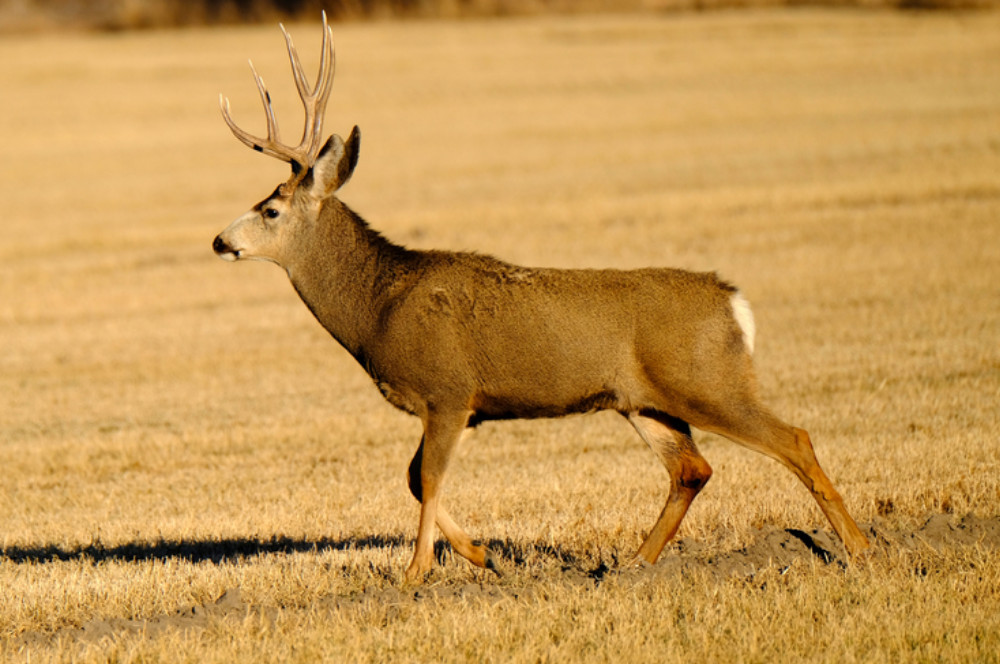 Chadron Residents Call for Further Action on City’s Deer Management ...