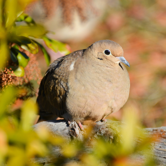 Dove Hunting Season Opens Sept. 1 in Nebraska – KCSR / KBPY