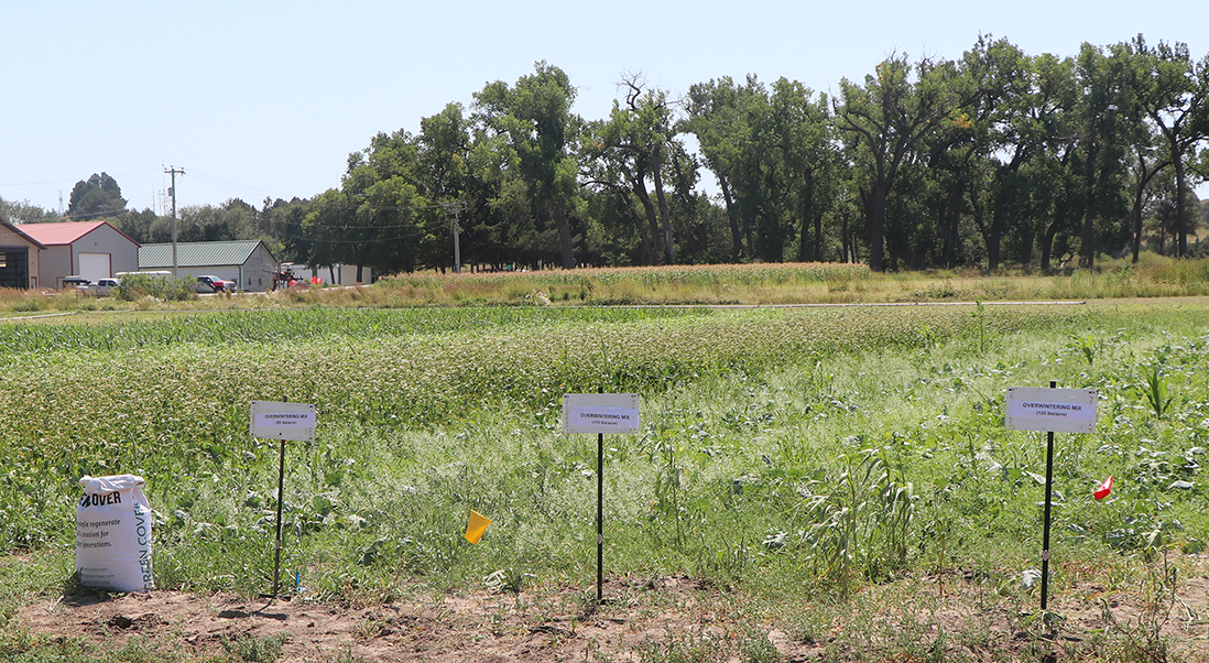Cover Crops a Focus at Annual WREEC Water and Crops Field Day – KCSR / KBPY