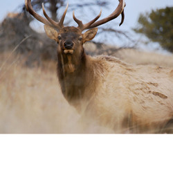 Elk Bugling Programs Offered this Fall at Wind Cave National Park – KCSR / KBPY