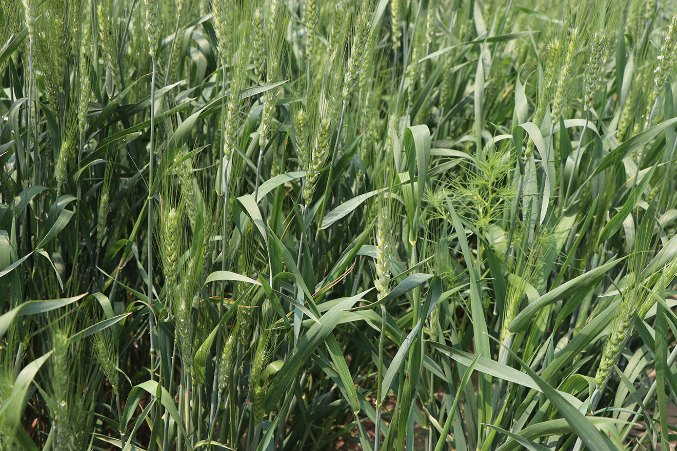 Nebraska Extension 2023 Fall Seed Guide Available Online – KCSR / KBPY