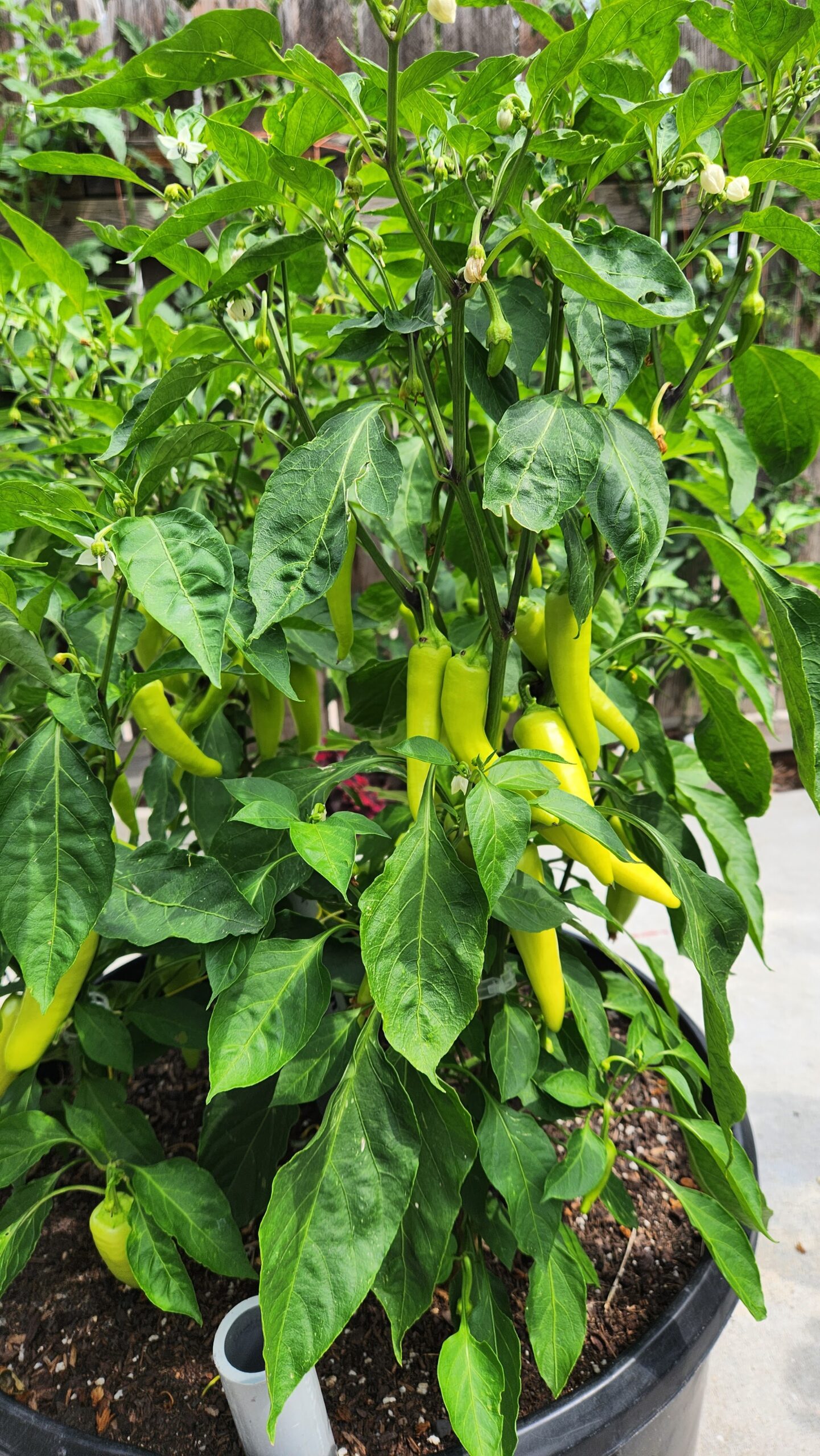 Garden Stuff – KCSR / KBPY