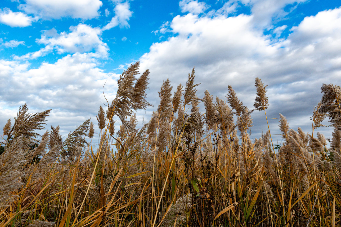 Waterfowl Hunters: Do Your Part to Prevent Spread of Invasive Plants ...