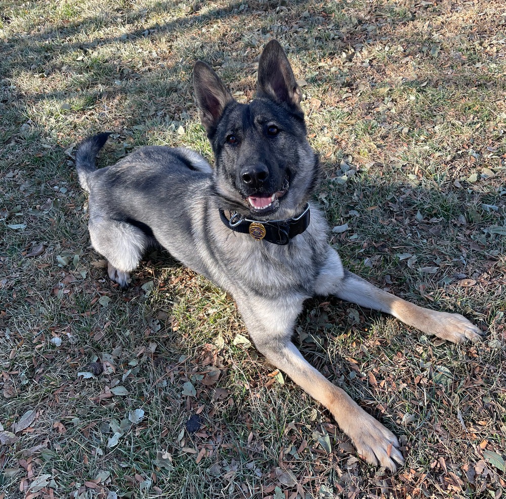 Chadron Police Department’s K9 Sukey to get Donation of Body Armor ...