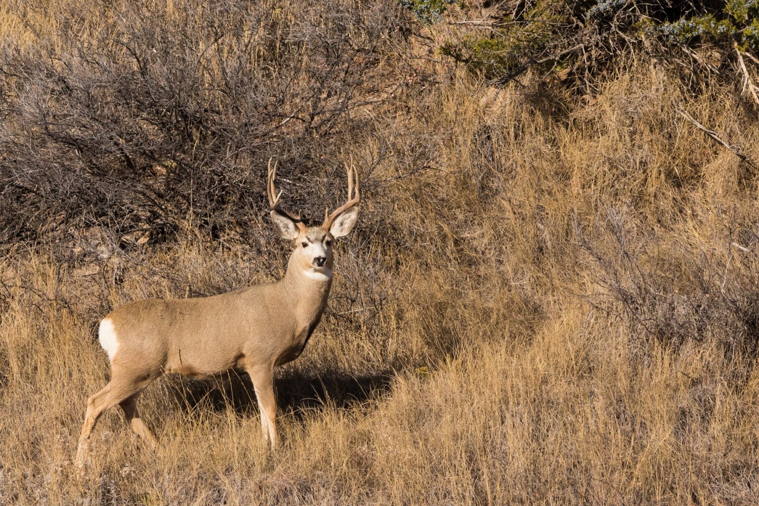 Pine Ridge Ranger District Staff Welcomes Hunters for Firearm Deer ...