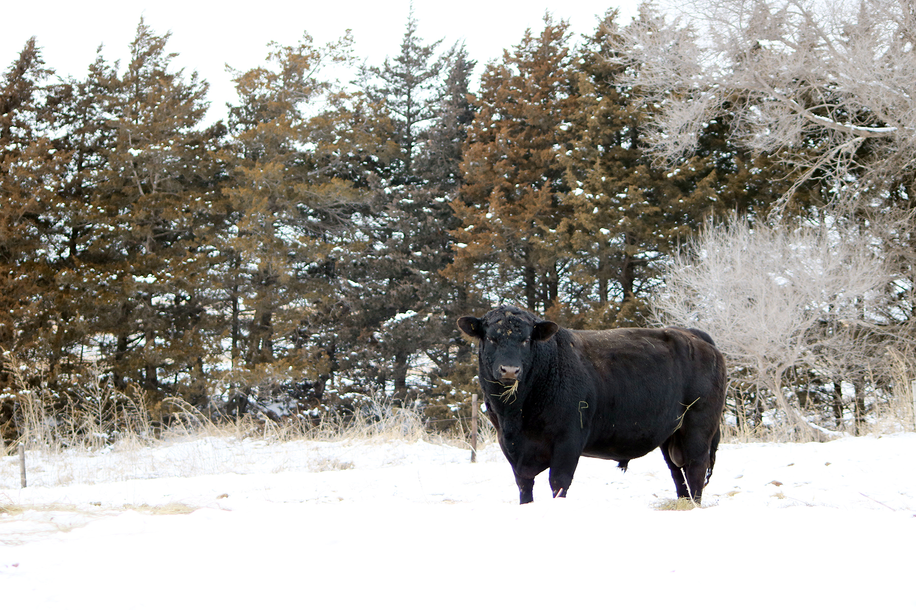 Winter Weather Challenges for Bulls Can Affect Breeding Season – KCSR ...
