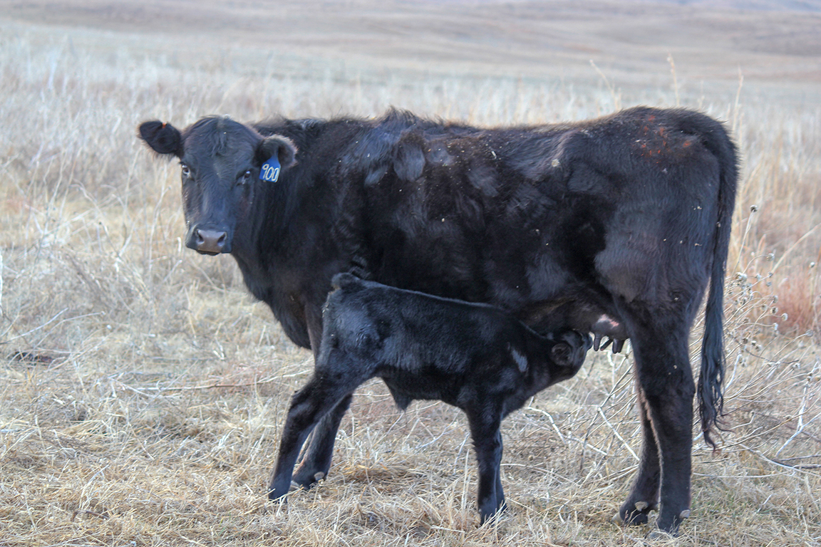 Chasing the Elusive Second Calf – KCSR / KBPY