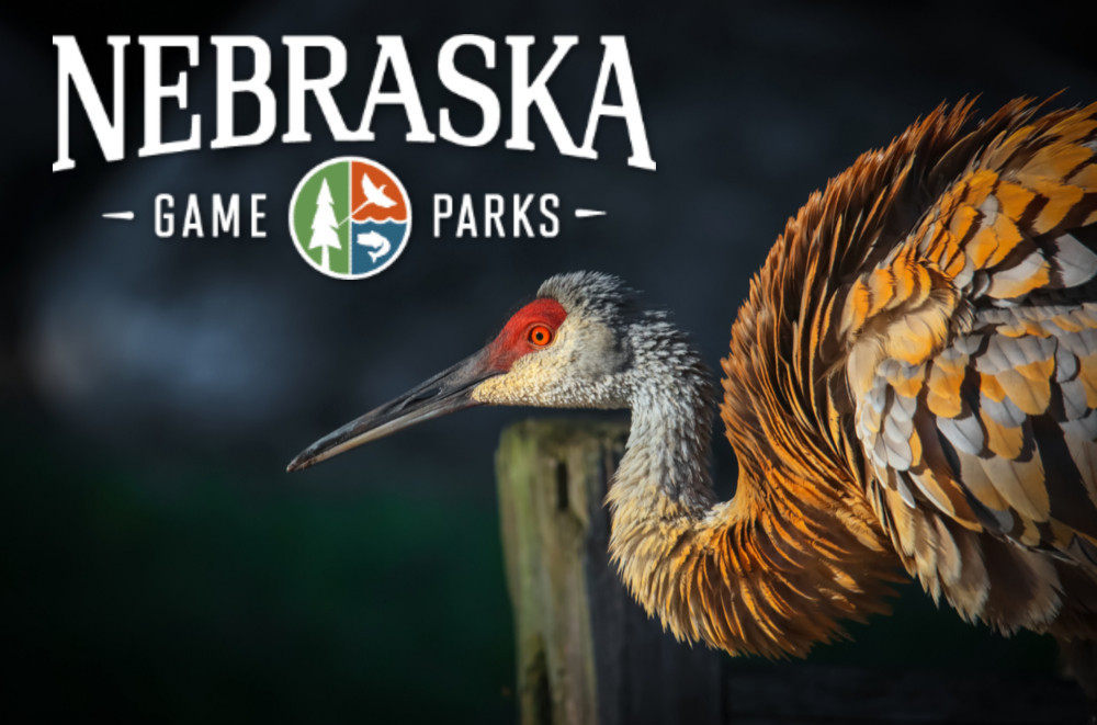 Explore Opportunities for Early Spring Wildlife Watching – KCSR / KBPY