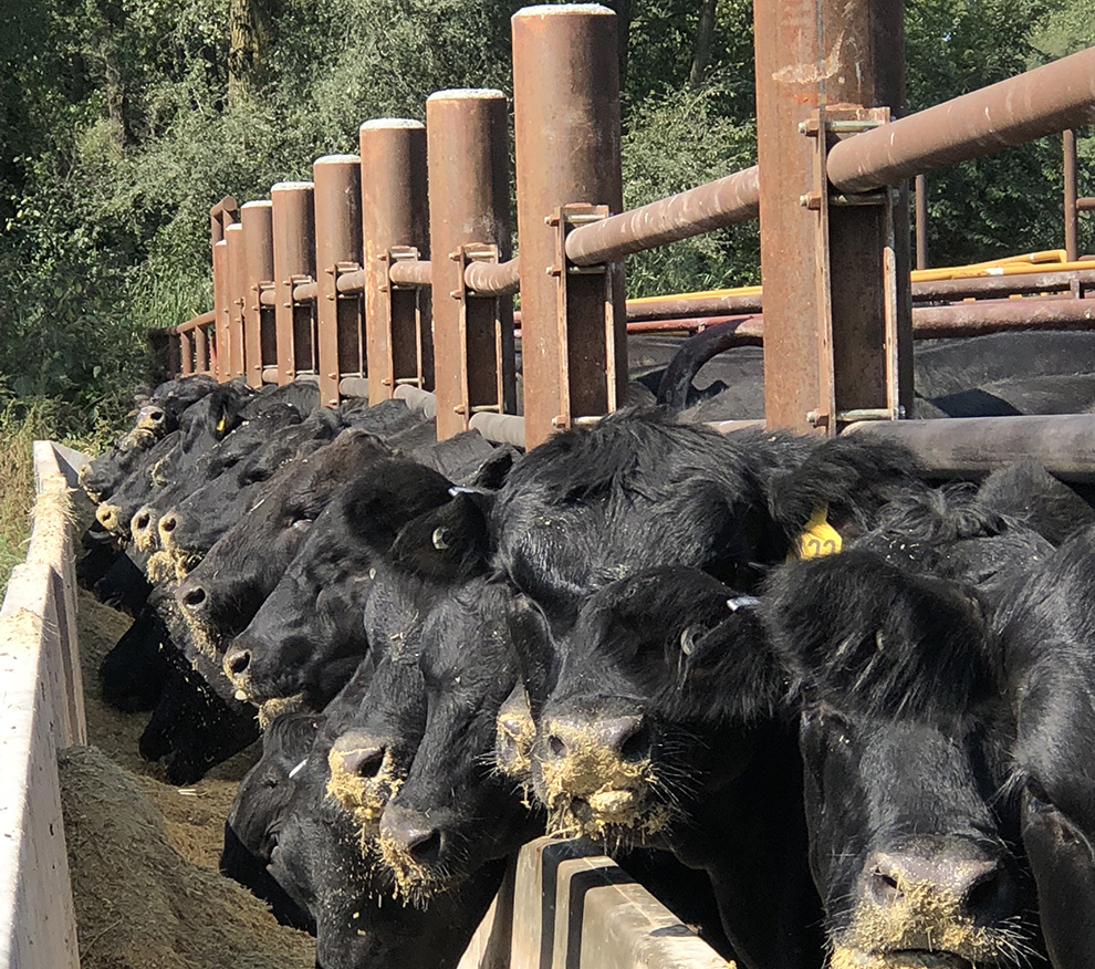 Nebraska Beef Quality Assurance Offers Certification in the Panhandle ...