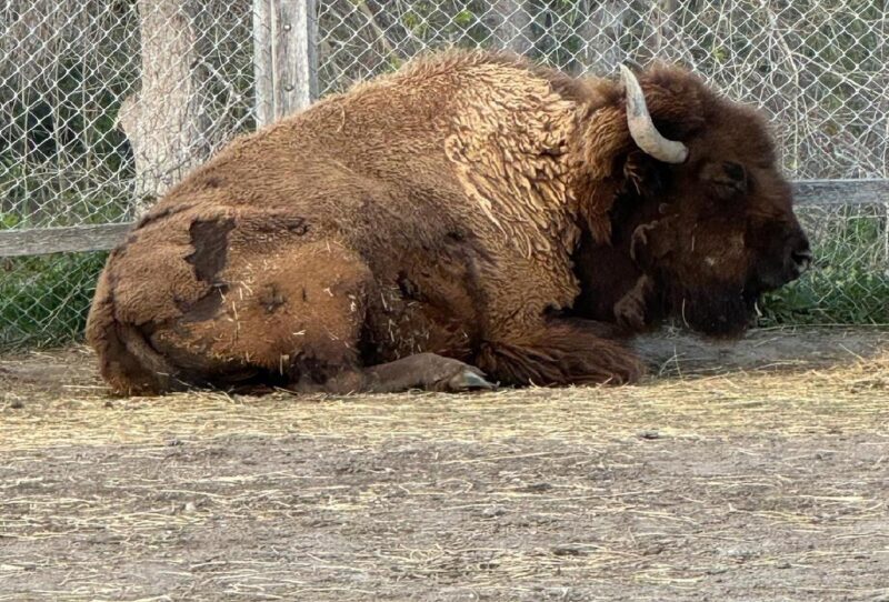 Scottsbluff Zoo Says Goodbye to their American Bison, Doc – KCSR / KBPY