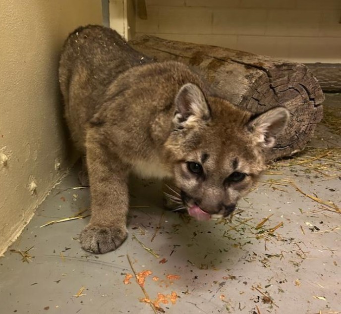 Scottsbluff Zoo Welcomes Mountain Lion Cub – KCSR / KBPY