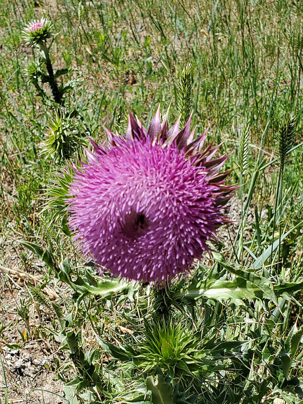 ‘Pretty Flowers’ and Plants can be out of Place in Range and Pasture ...