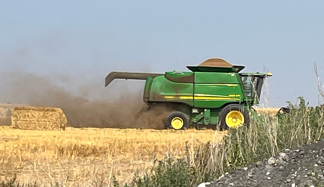 Common Bunt Infection in Winter Wheat – KCSR / KBPY