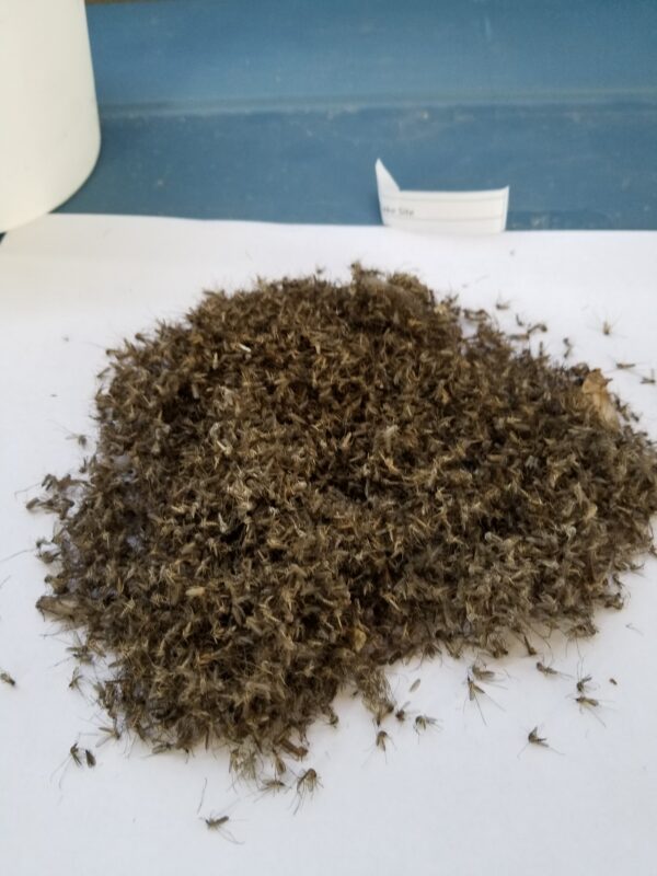 Continued Mosquito Surveillance Helps Combat West Nile Virus – KCSR / KBPY