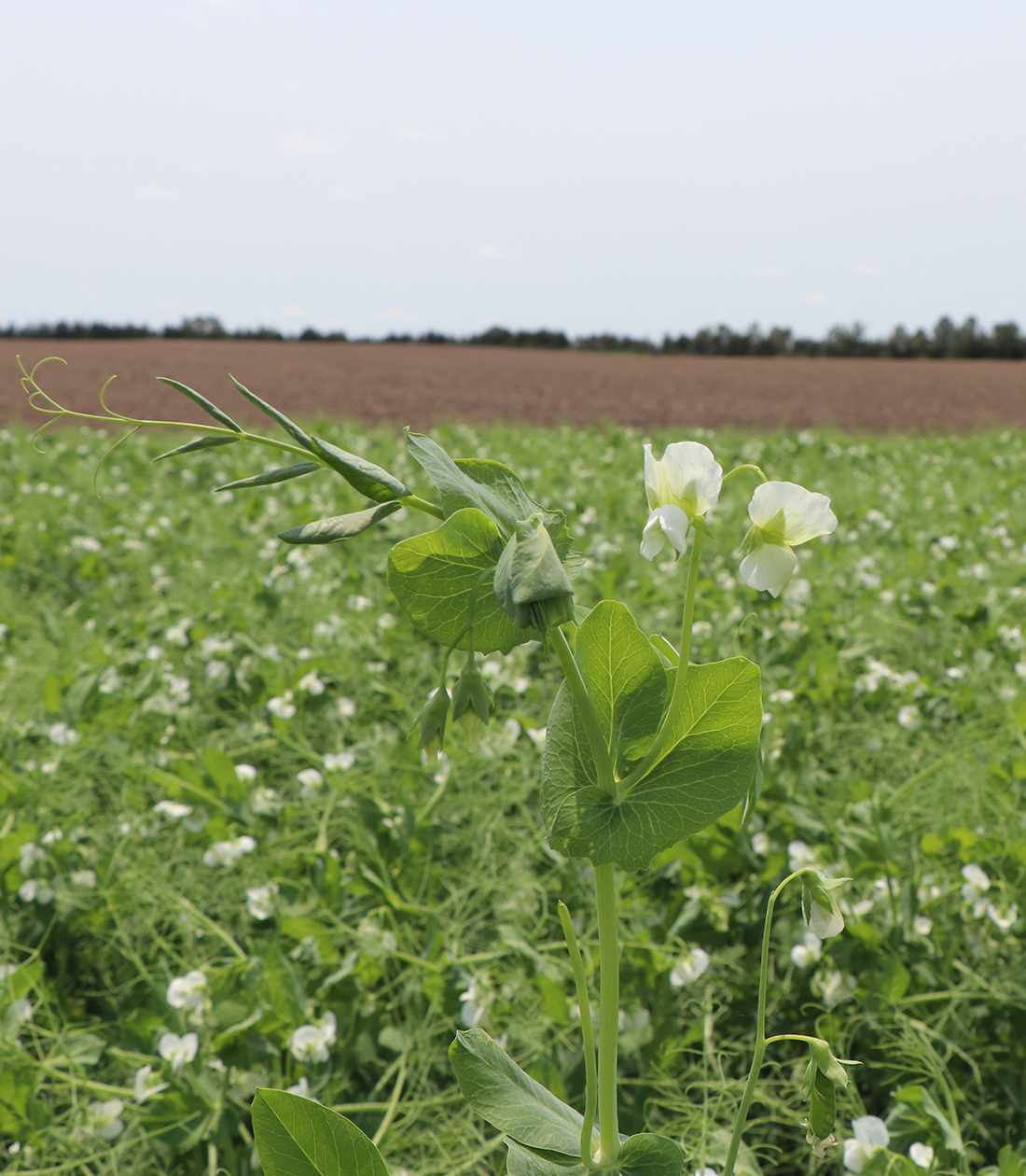 Dry Pea Harvest Begins Early with Hot Weather – KCSR / KBPY