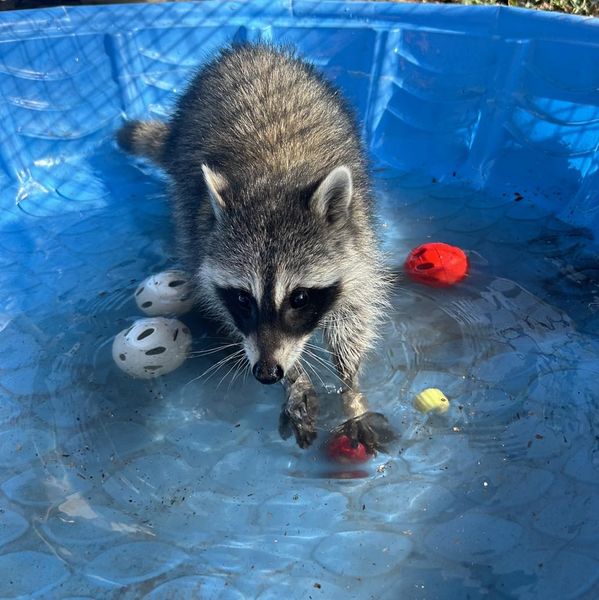 Riverside Zoo Welcomes Newest Member of Their Animal Family – KCSR / KBPY
