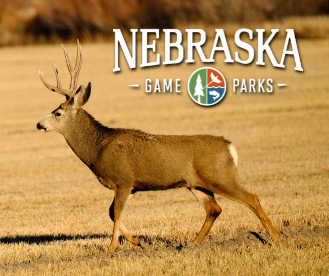 Firearm Deer Harvest Down Compared to 2023, 4 Year Average – KCSR / KBPY
