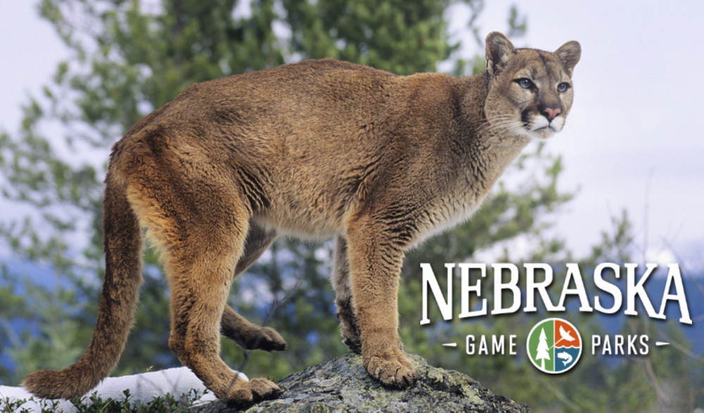 Commissioners To Consider 2027 Mountain Lion Season – KCSR / KBPY