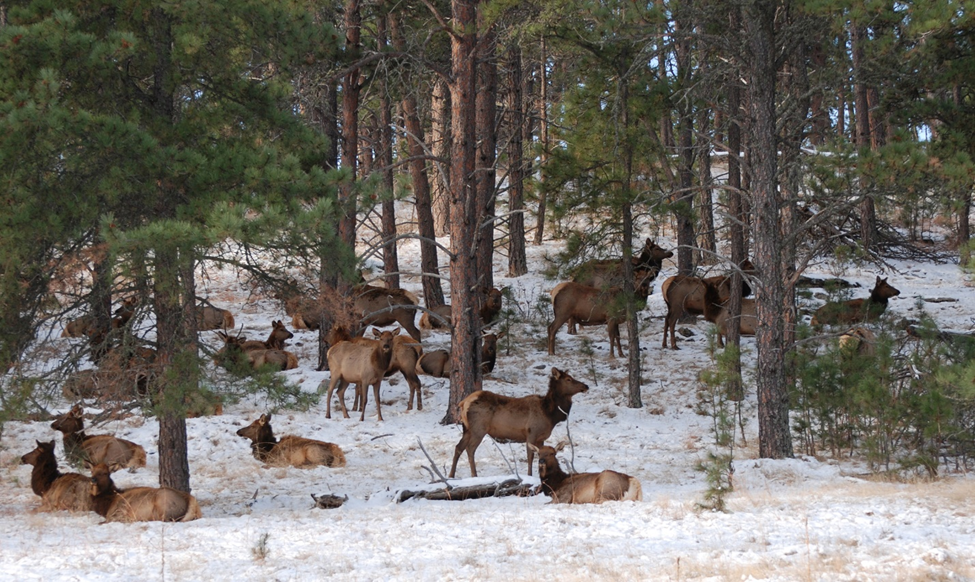 Wind Cave Closing Backcountry for Elk Population Management – KCSR / KBPY
