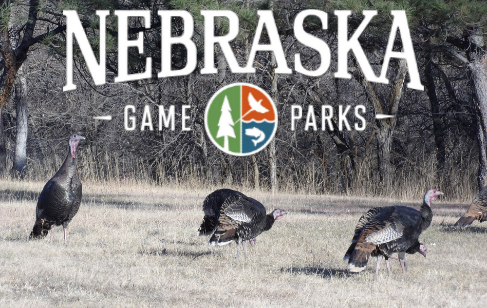 Make Safety Part of Your Spring Turkey Hunting Plan – KCSR / KBPY