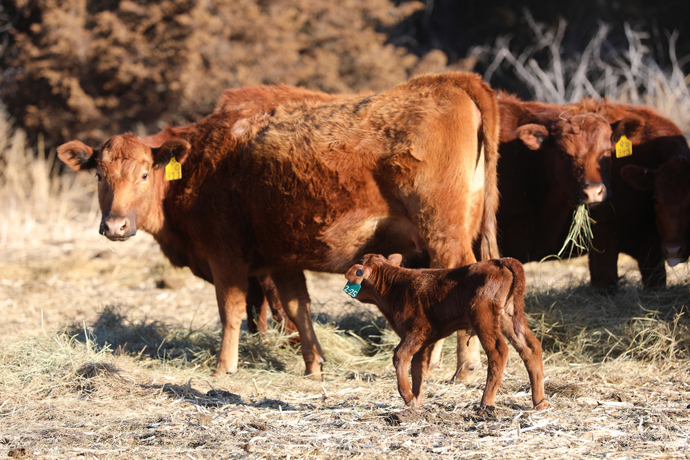 Producers Might Consider Drylot Feeding Cow-Calf Pairs in 2025 – KCSR ...