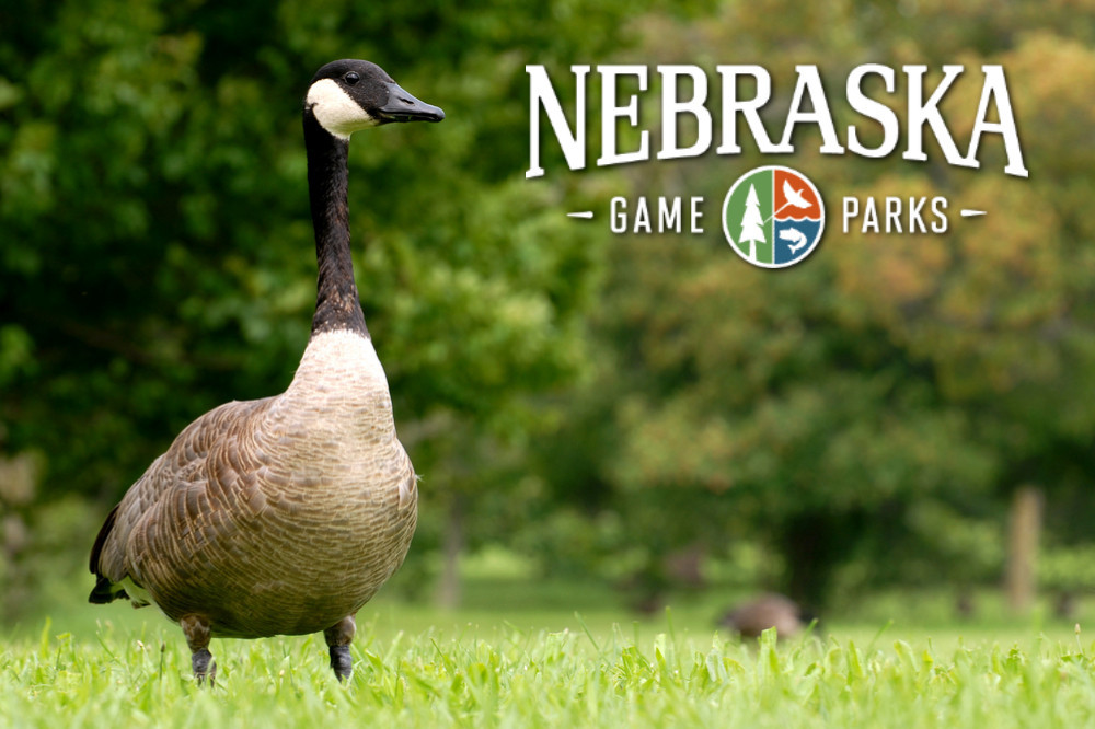 Solutions Available to Address Nuisance Geese – KCSR / KBPY