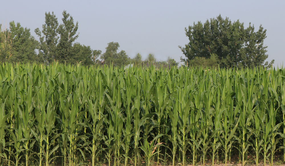 ARC-CO vs. PLC for Scotts Bluff County Irrigated Corn – KCSR / KBPY