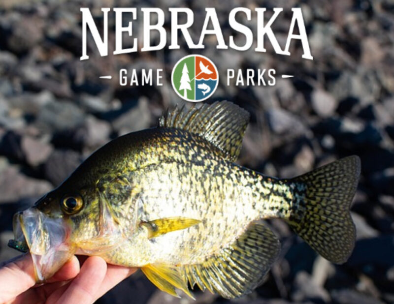Fish kills occurring in Nebraska – KCSR / KBPY