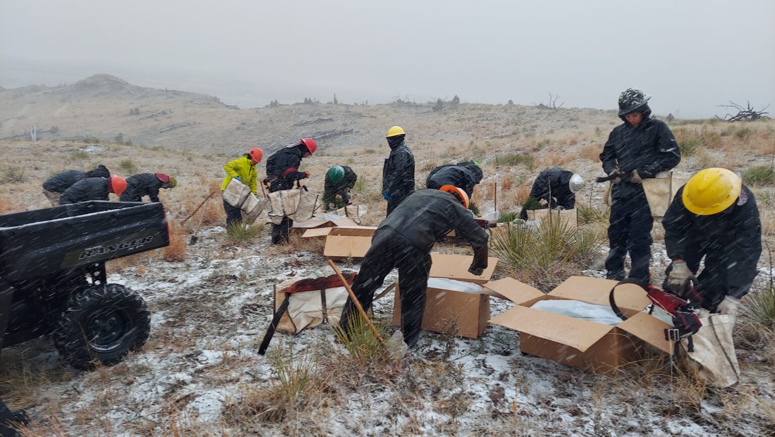 Tree Planting Still Going Strong – KCSR / KBPY