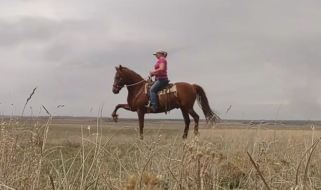 Trainer, Author, World Record Holder; Meet Noche Miller & Her Horse ...