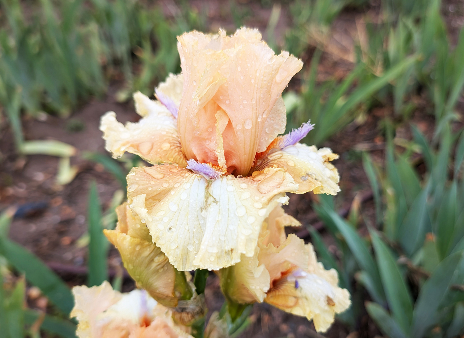 Iris Show Adds Educational Aspect to Event – KCSR / KBPY