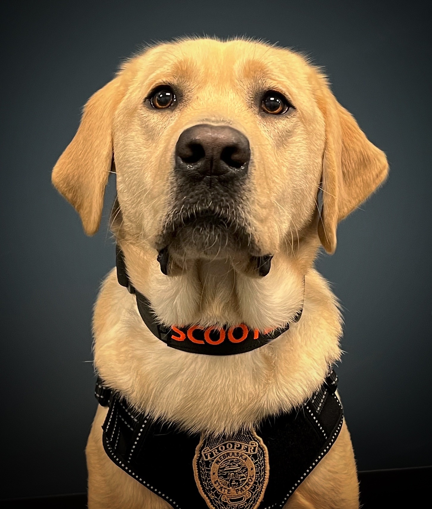 NSP Adds Electronics Storage Detection K9 to Tech Crimes Unit – KCSR / KBPY