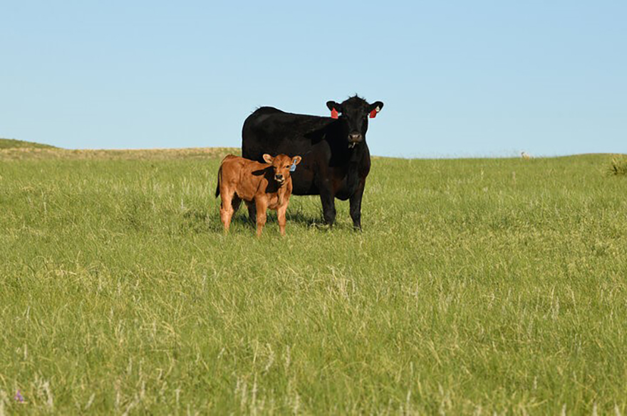 Beyond the Abstract: Nutrient Balance in Two Calving Seasons in Range ...
