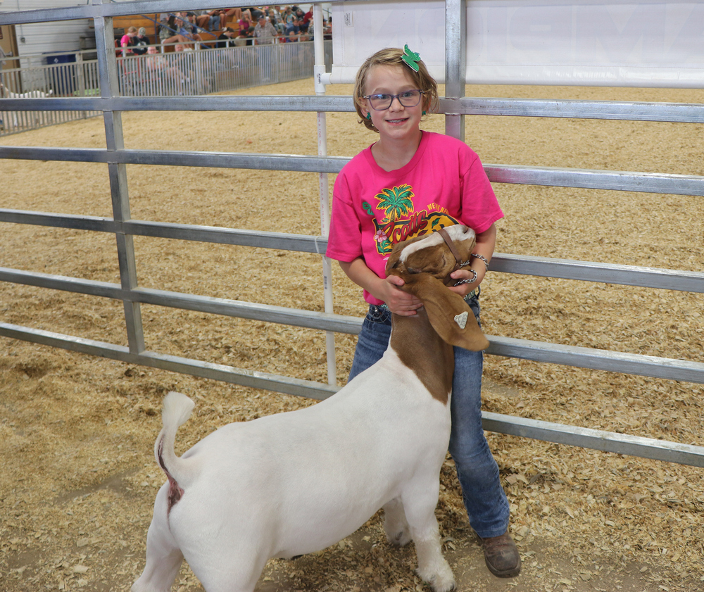 Goats Take to Arena and Sheep Prep at Scotts Bluff County Fair – KCSR ...