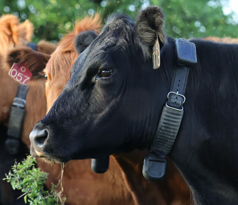 Virtual Fence Field Day Scheduled Near Hemingford – KCSR / KBPY