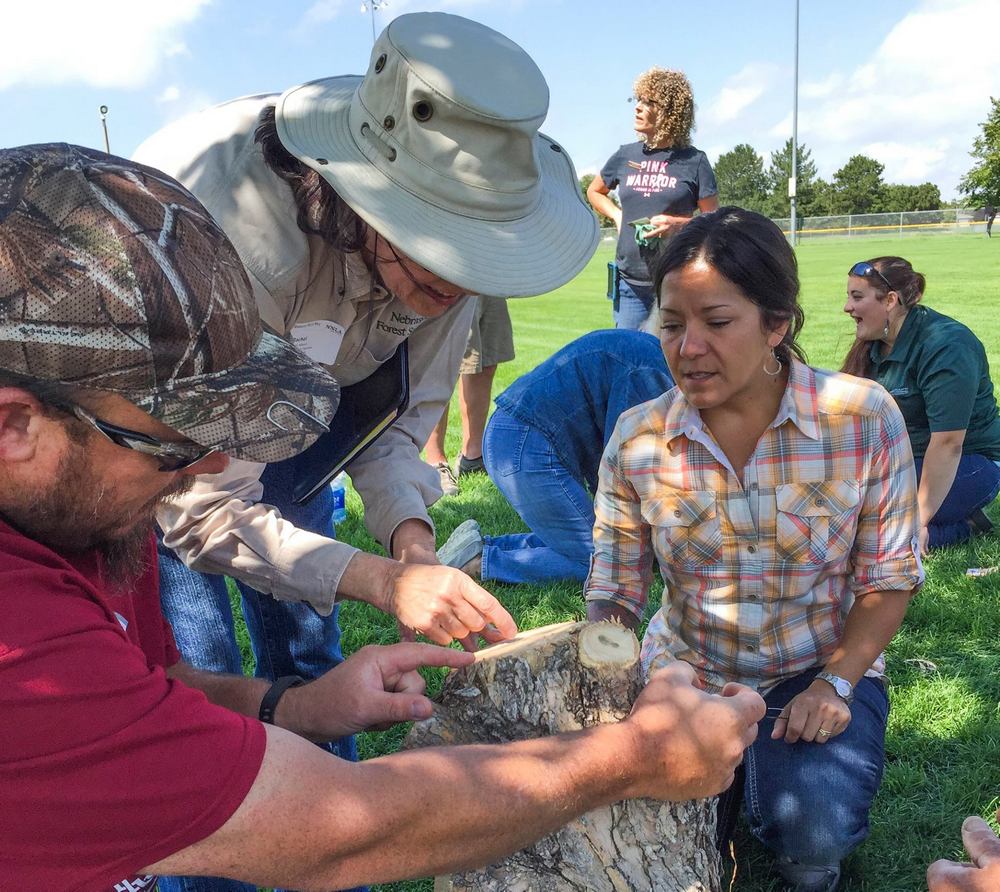 Nebraska Forest Service Announces Tree City Program Communities – KCSR ...
