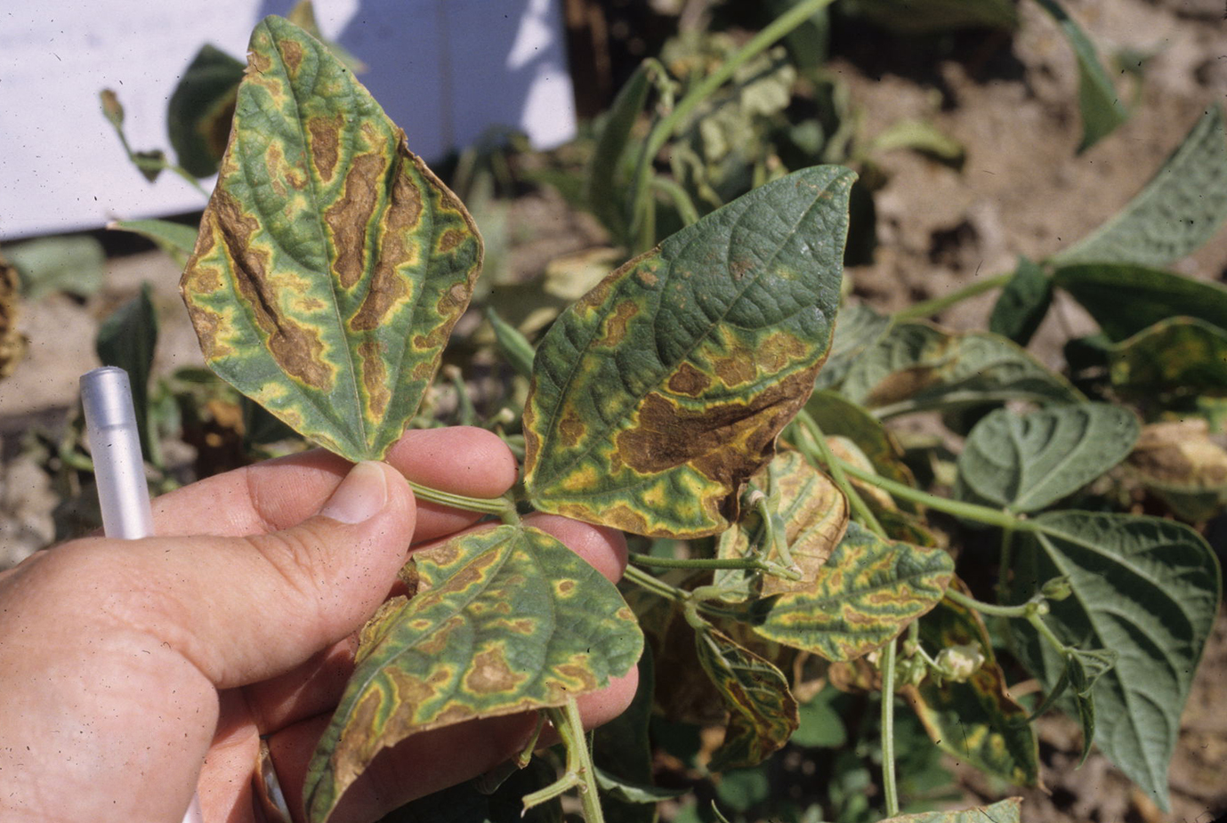 Bacterial Diseases in Dry Beans in Nebraska: A Potential Problem – KCSR ...