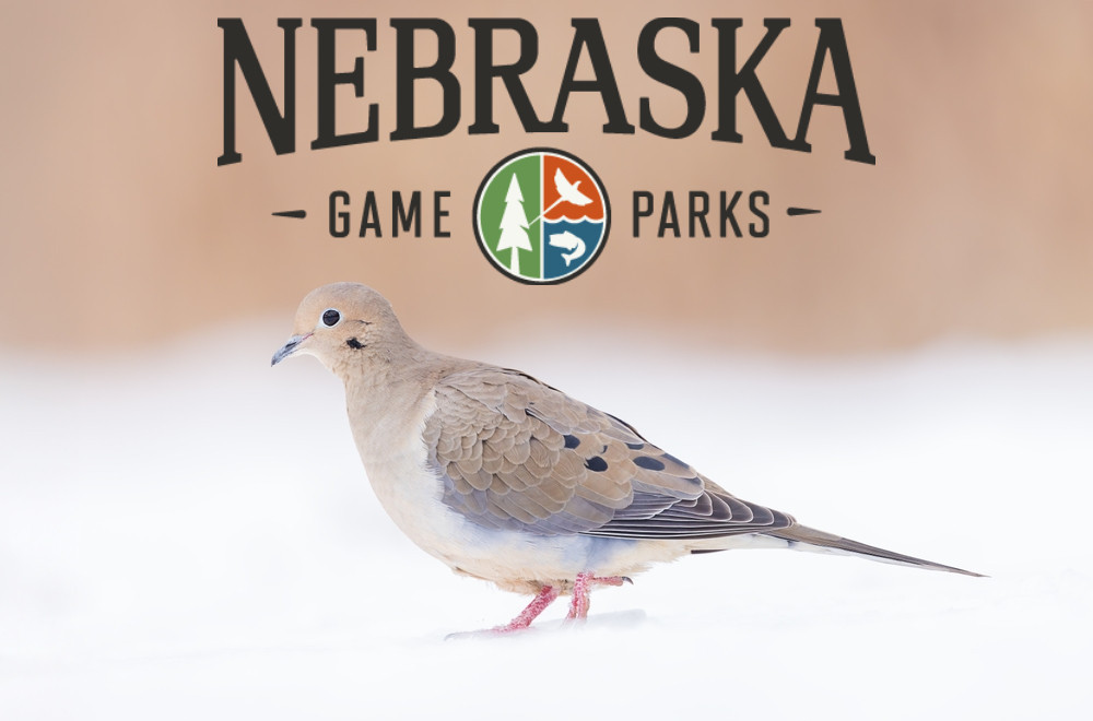 Follow best practices when near wild birds – KCSR / KBPY