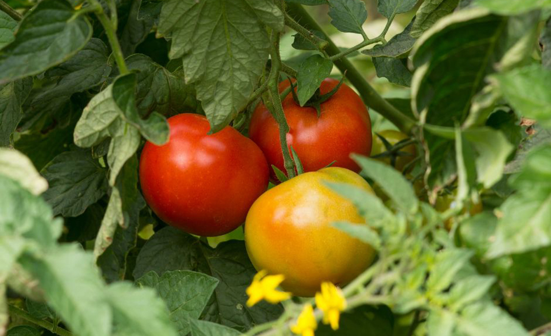 Master Gardener: Enjoying Your Tomatoes After the Growing Season – KCSR ...
