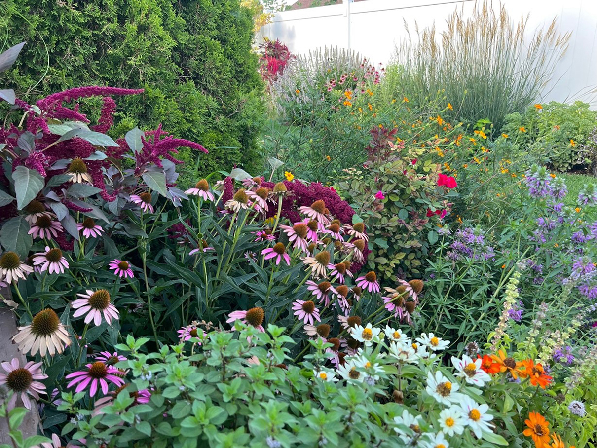 Master Gardener: August Brings New Tasks for Gardeners – KCSR / KBPY
