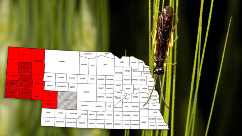 Wheat Stem Sawfly Update: New GDD Tool to Track Spring Flight – KCSR / KBPY